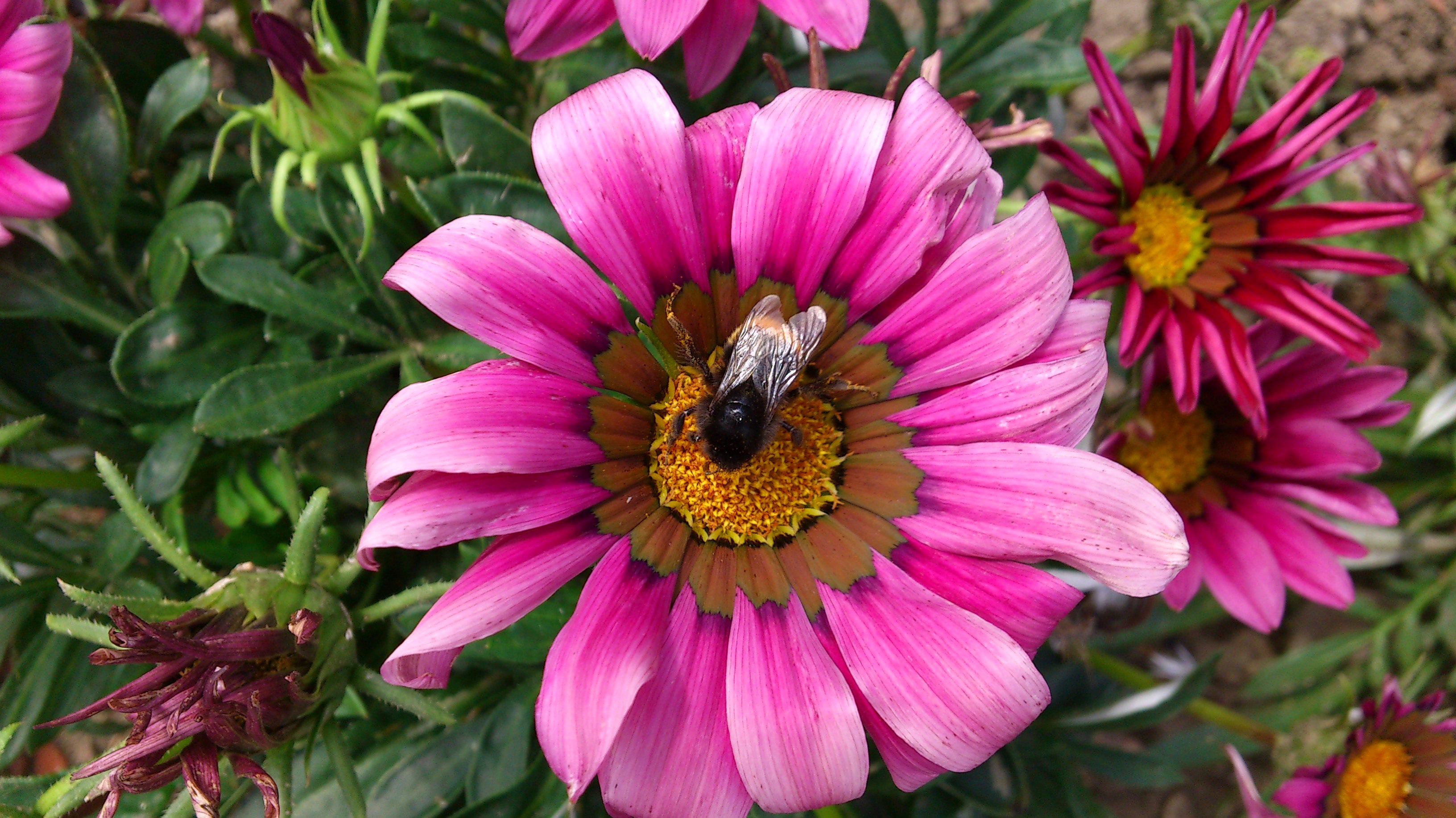 Read Visitors | Leanpub