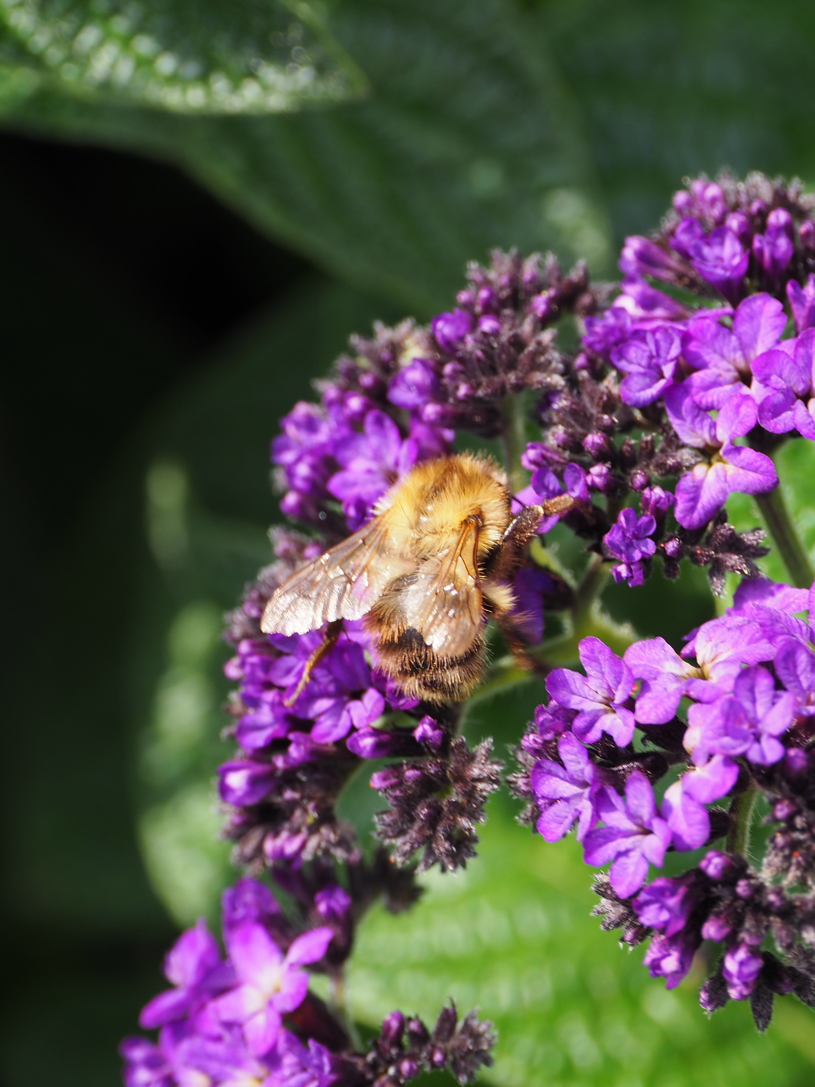 Read Visitors | Leanpub